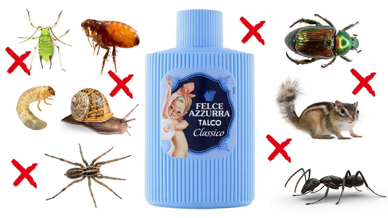 How to Use TALCUM or BABY POWDER to Get Rid of Pests - ANTS, APHIDS ...