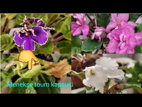 MENEKŞE TOHUM OLURMU? MENEKŞE VİDEOSU İSTEYENLER BURDAMI?