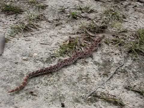 Southern Hognose Snake (Heterodon simus) - YouTube