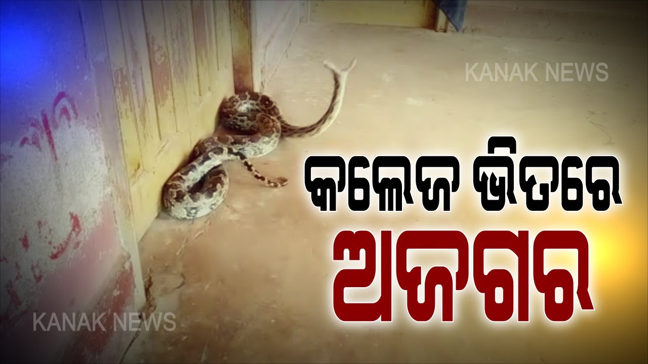 8 ft Long Python Snake Rescued By Snake Helpline - YouTube