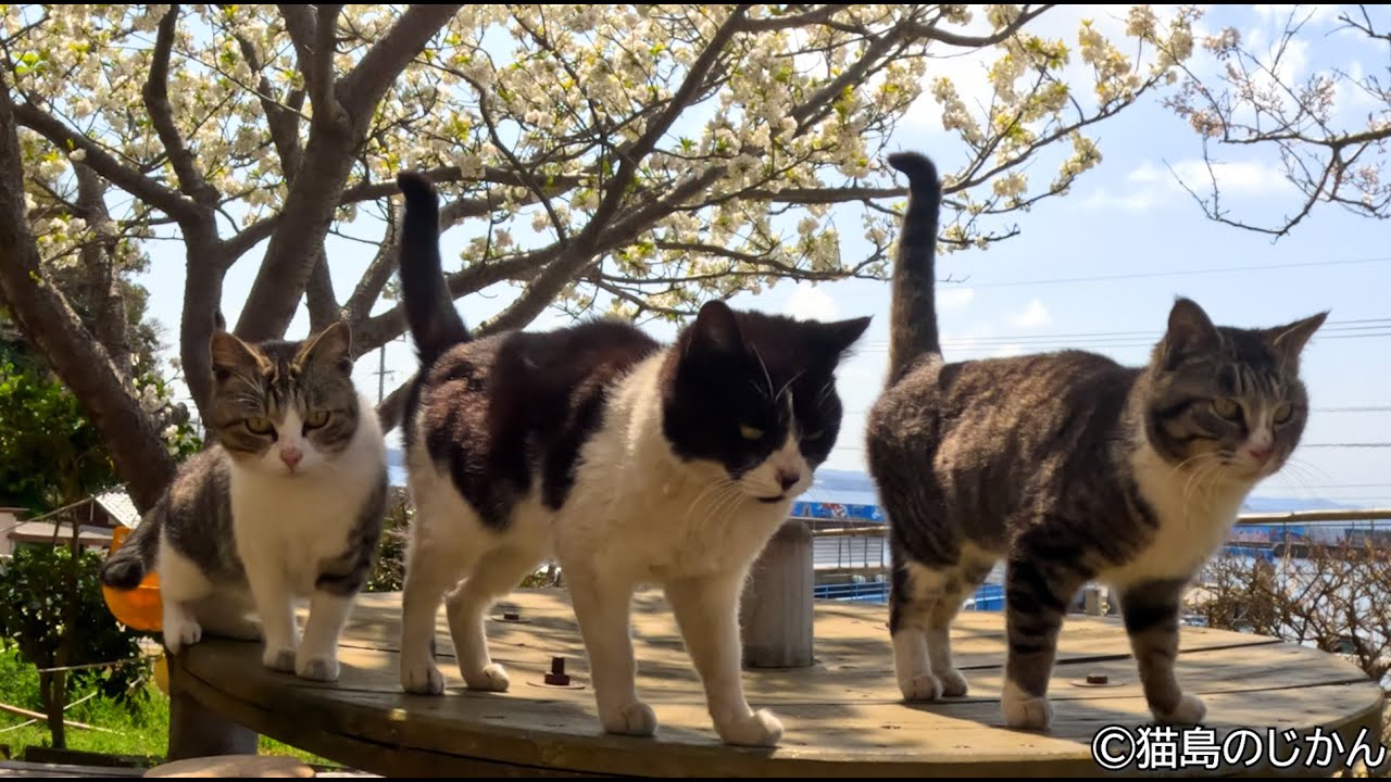 Spring Cats - YouTube