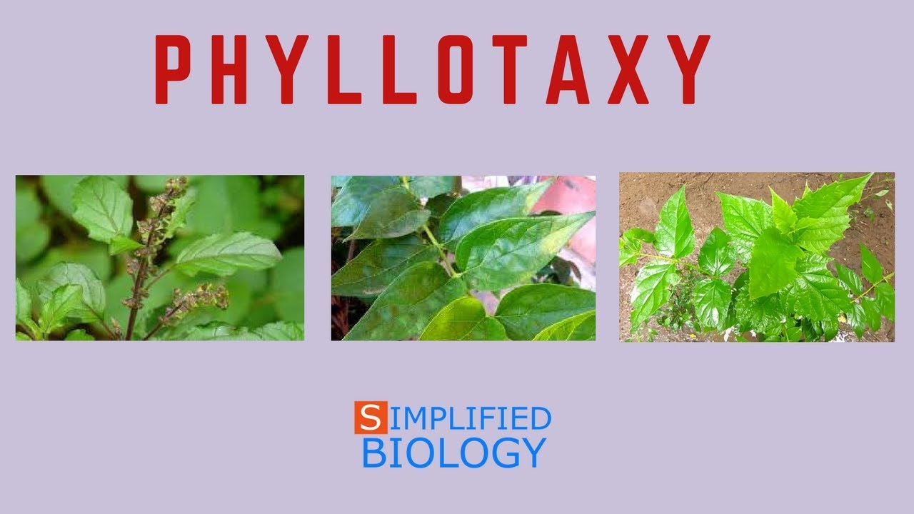 PHYLLOTAXY (Morphology of Flowering Plants) for NEET, AIIMS, AIPMT ...