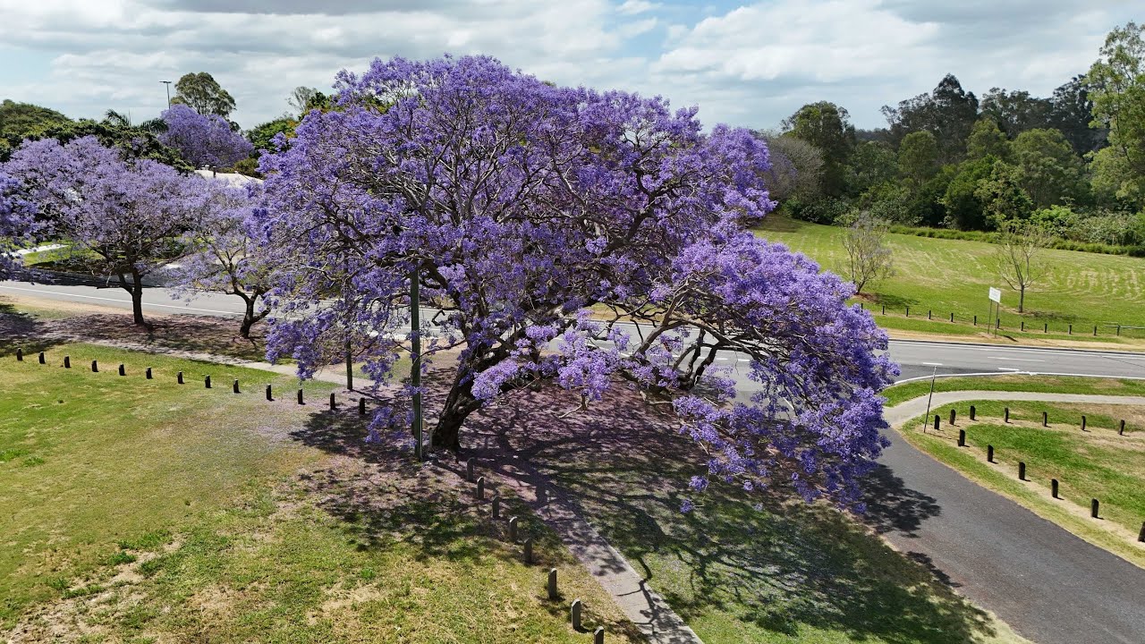 Jacaranda Park, Goodna, Evan Marginson Park, OCT 25 4K - YouTube
