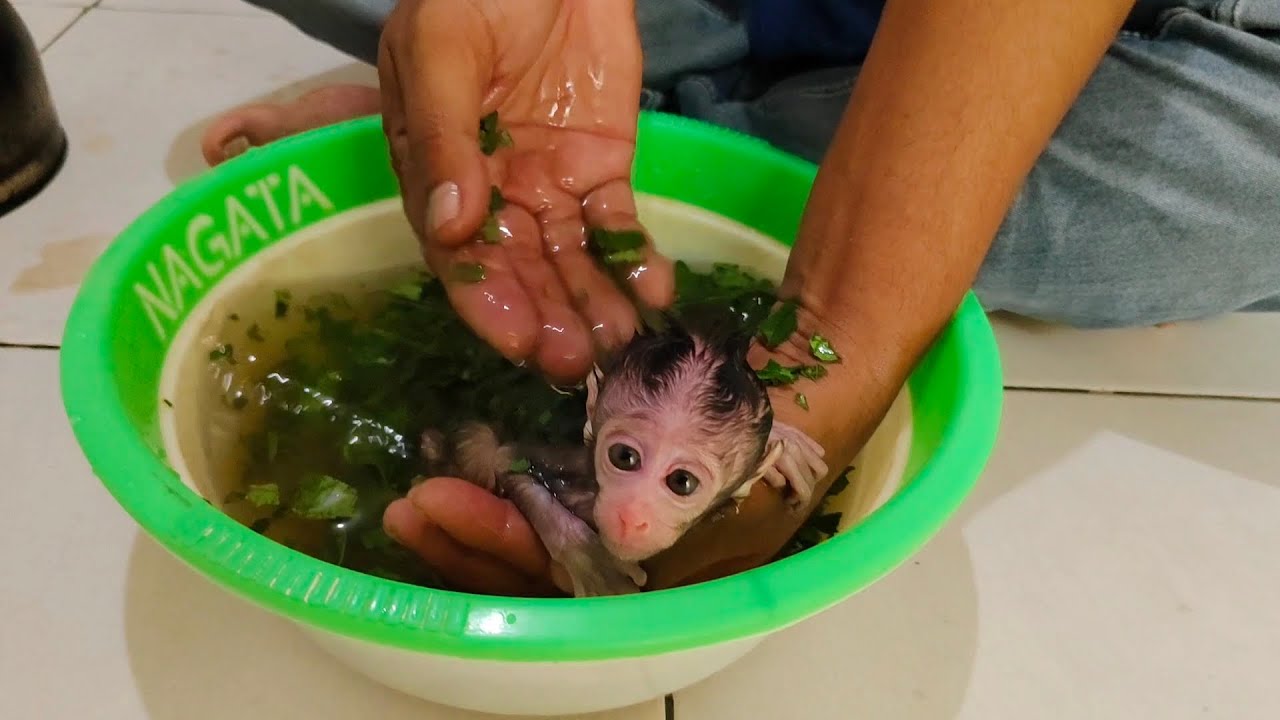 Bathe baby obedient monkey Mickey with betel leaf herbal remedy 🥰🥰🥰 ...