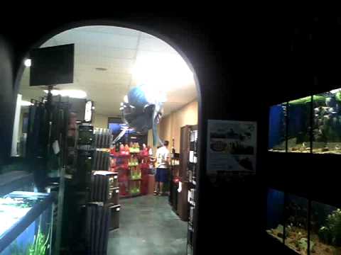 Driving a Shark at the Pet Store - YouTube