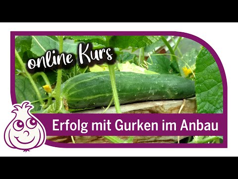 Gurken erfolgreich anbauen & richtig pflanzen | Online Kurs Teil 1