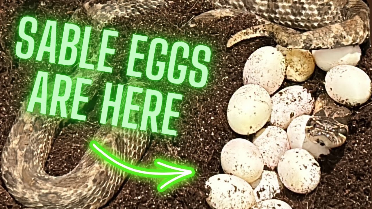 Exciting News: More Sable Hognose Eggs! 🥚🐍 | Breeding Update - YouTube
