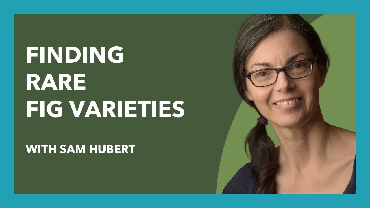 Finding RARE FIG VARIETIES with Sam Hubert (Eps #89) - YouTube