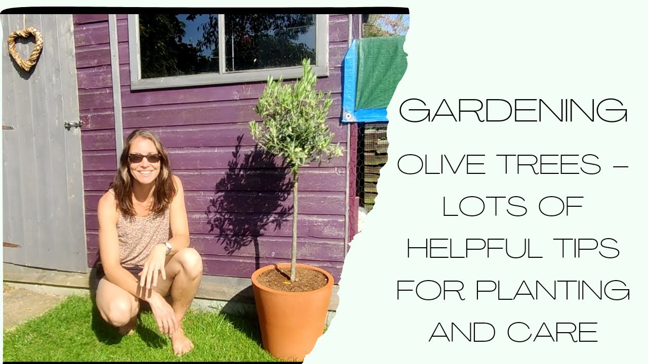 Gardening - Olive Trees - Lots Of Helpful Tips For Planting & Care ...