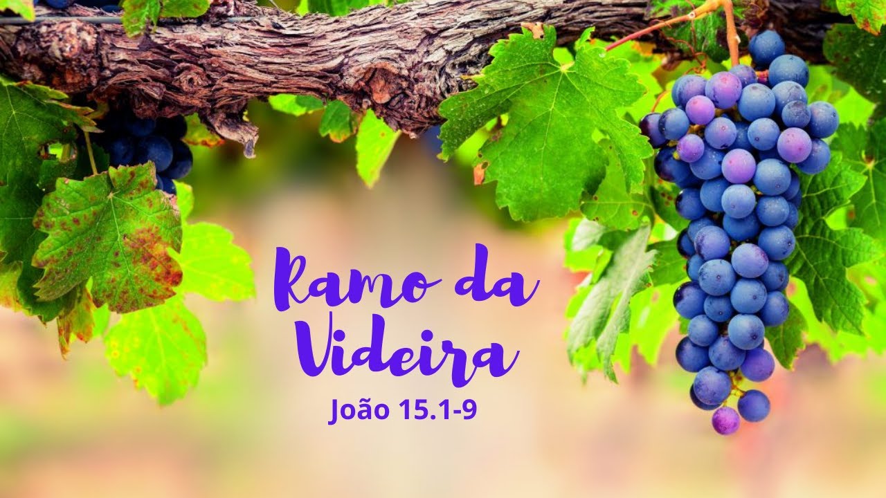 Ramo Da Videira Significado - RETOEDU