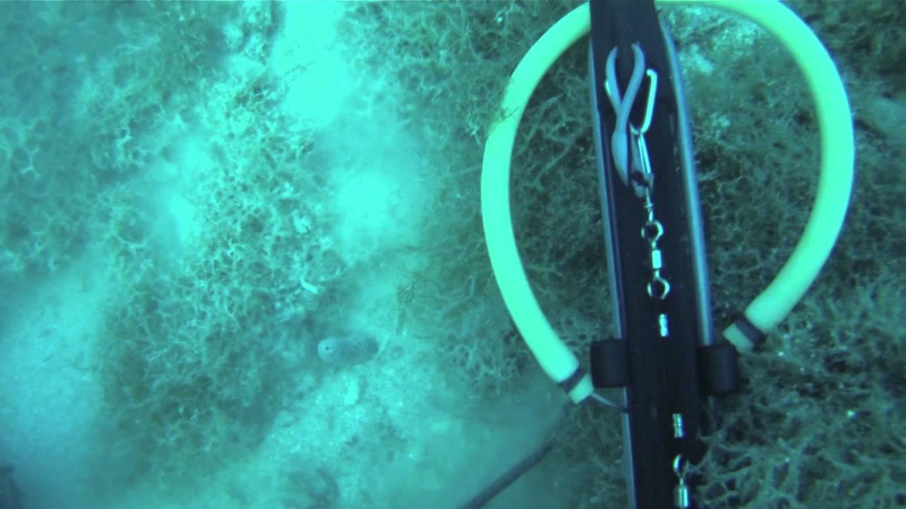 Spearfishing Planet Demo of Ocean Rhino RX5 Speargun / Ultimate Getaway ...