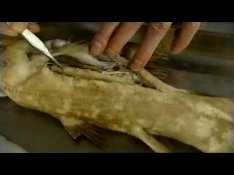 NOVA Ancient Creature of the Deep-- Part 4 of 6 - YouTube