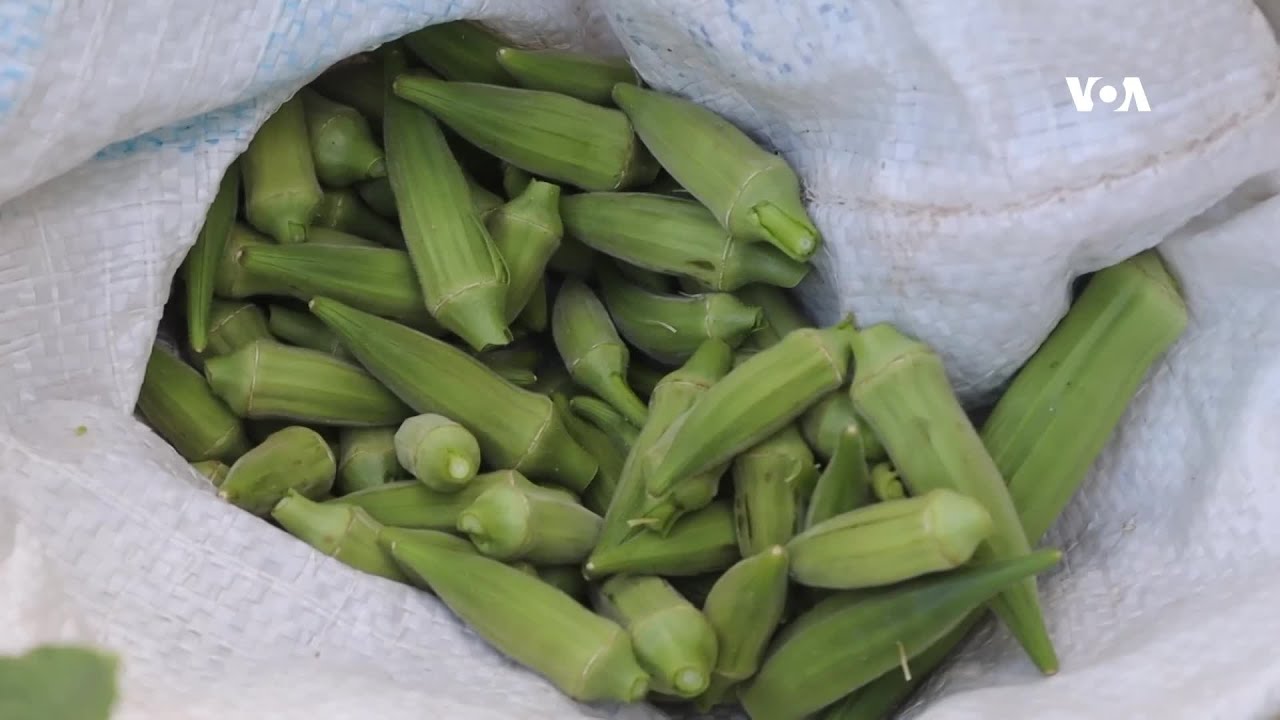 افزایش حاصلات بامیه در بلخ - YouTube
