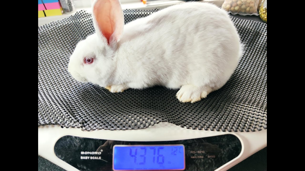 Weighing your Rabbits: #Rabbits101 - YouTube