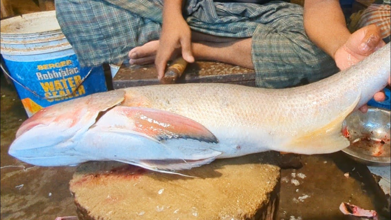 Most Expensive Giant Indian Salmon Fish Cutting In Bangladesh | Amazing ...