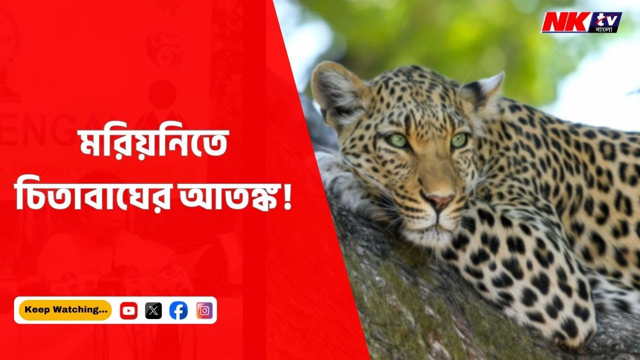 মরিয়নিতে চিতাবাঘের আতঙ্ক! । NKTV BANGLA | LEOPARD - YouTube