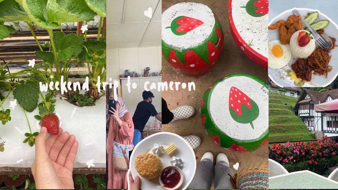 weekend trip to cameron highland | strawberry picking, scones, tea ...