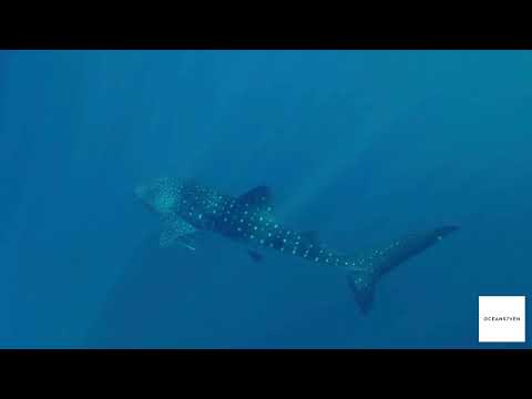 OCEANS7VEN: Below the Surface | Shark Loop with Tension & Depth