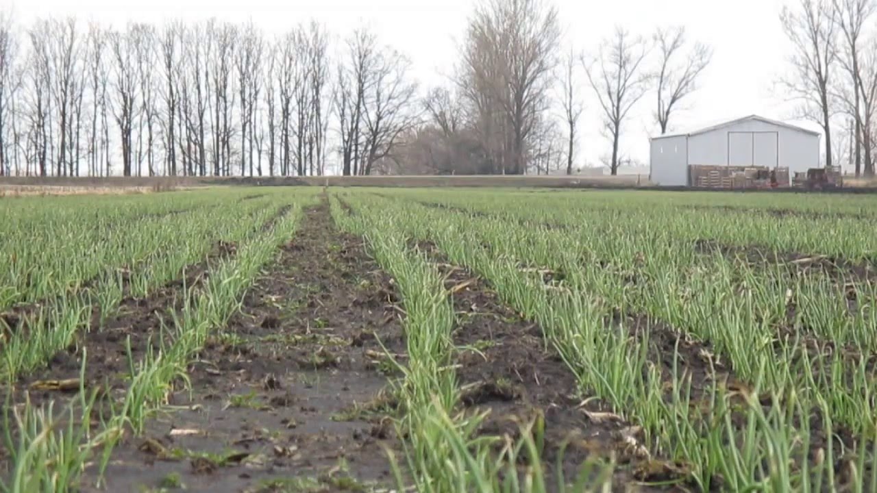 Overwintering onion - YouTube