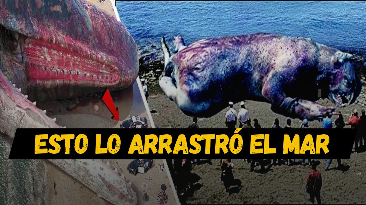 10 cosas extrañas que se han encontrado en playas de todo el mundo ...