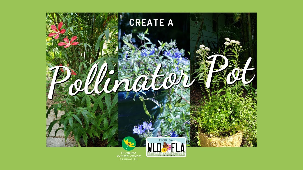 Create a Pollinator Pot (part 1) - YouTube