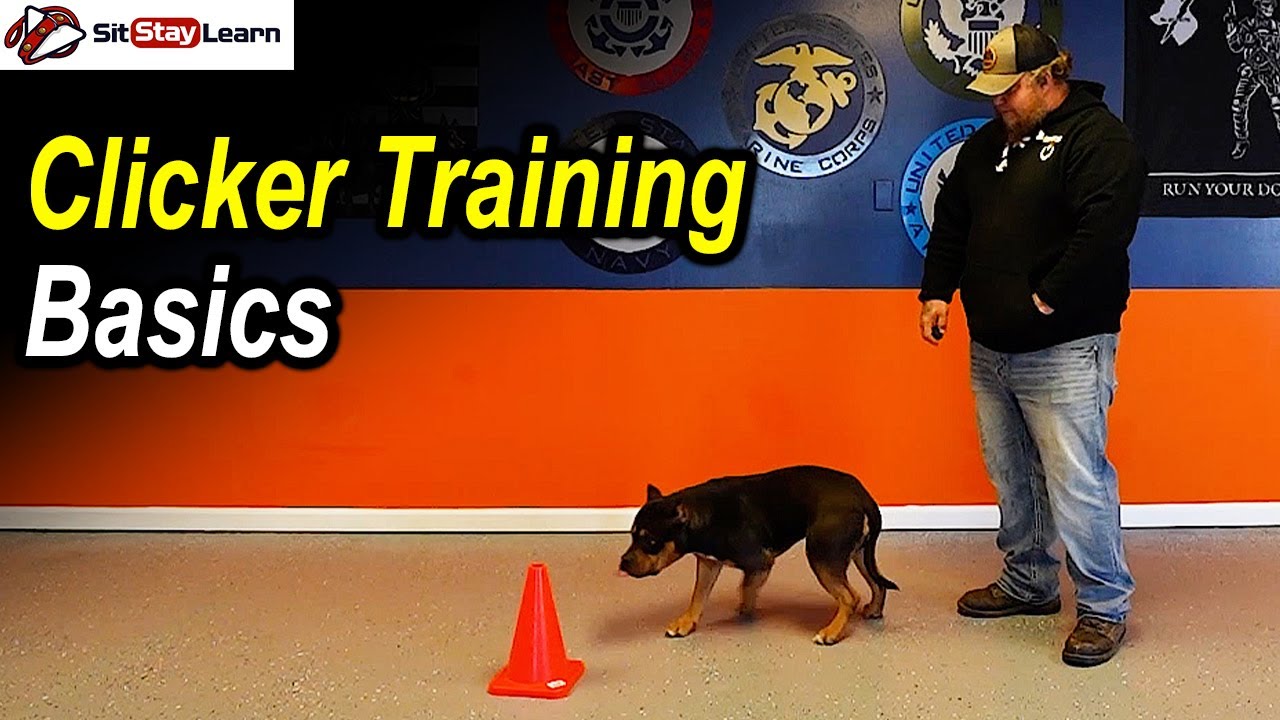 Effective Clicker Training for Dogs - Basics by Jacob Robinson - YouTube