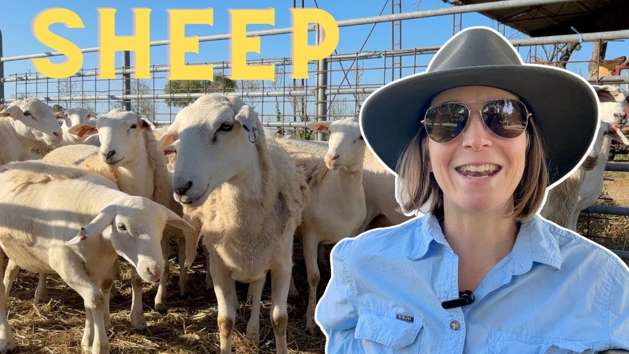 We added sheep to our farm. What does it cost to raise meat sheep and ...