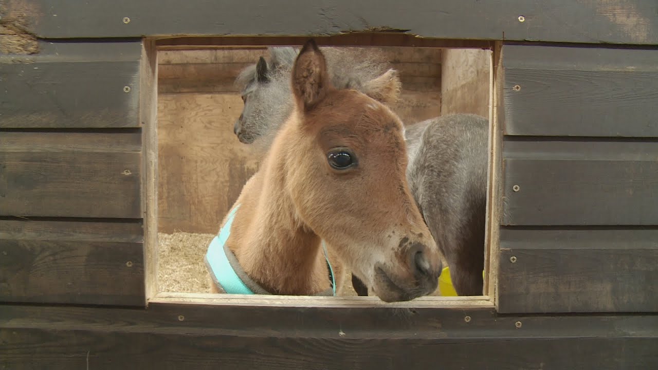 Meet the UK's first guide horse for disabled people - YouTube