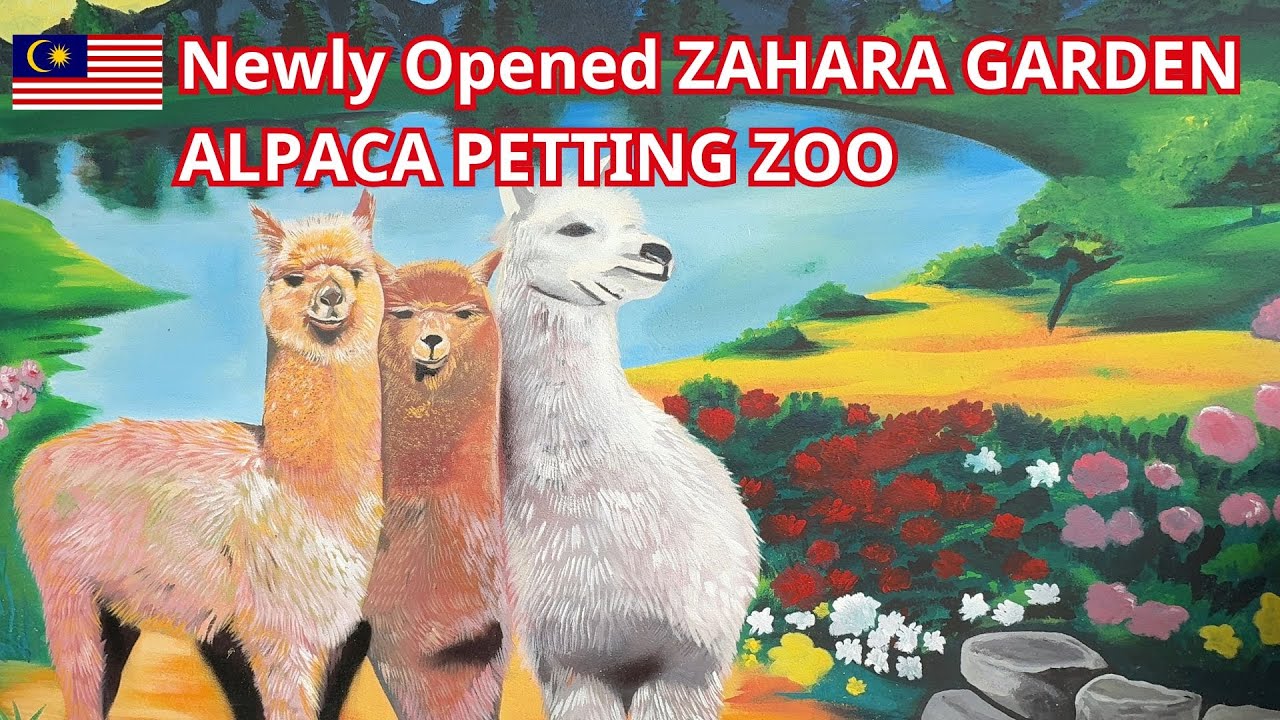New Alpaca Petting Zoo Opens in Gopeng, Perak. 30 mins from Ipoh ...