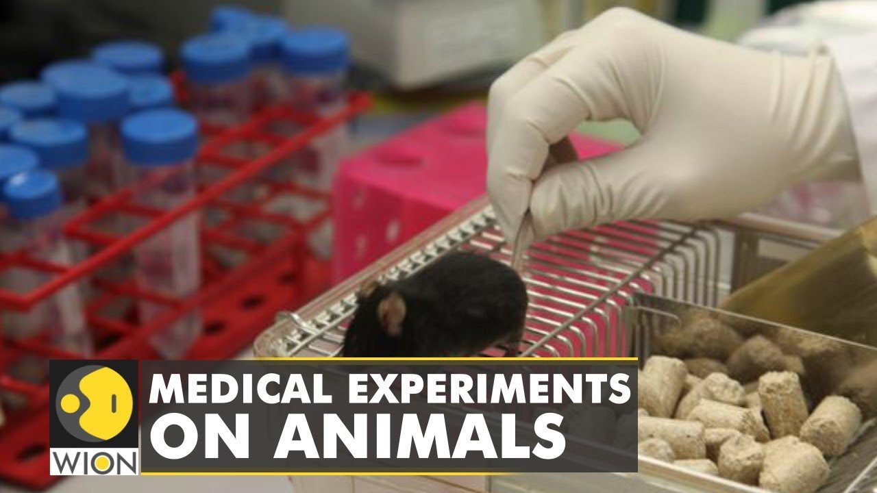 Medical experiments on Animals: Voters in Switzerland overwhelmingly ...