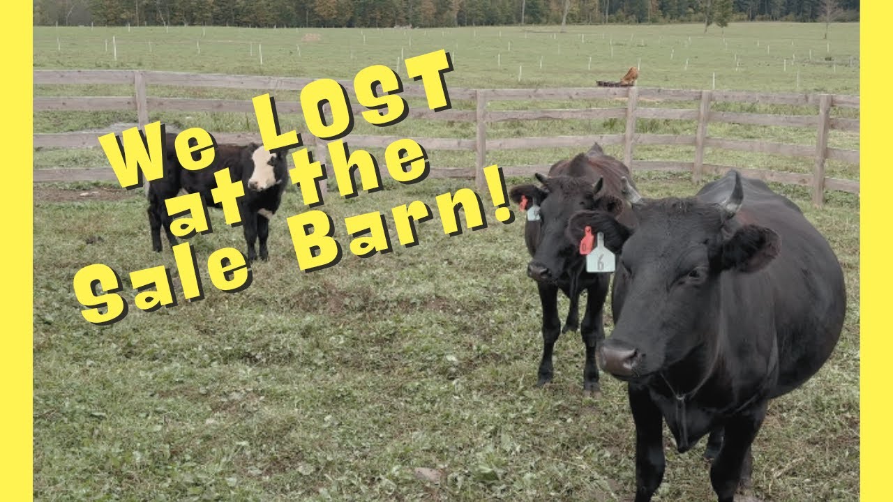 Tough Day At The SALE Barn - YouTube