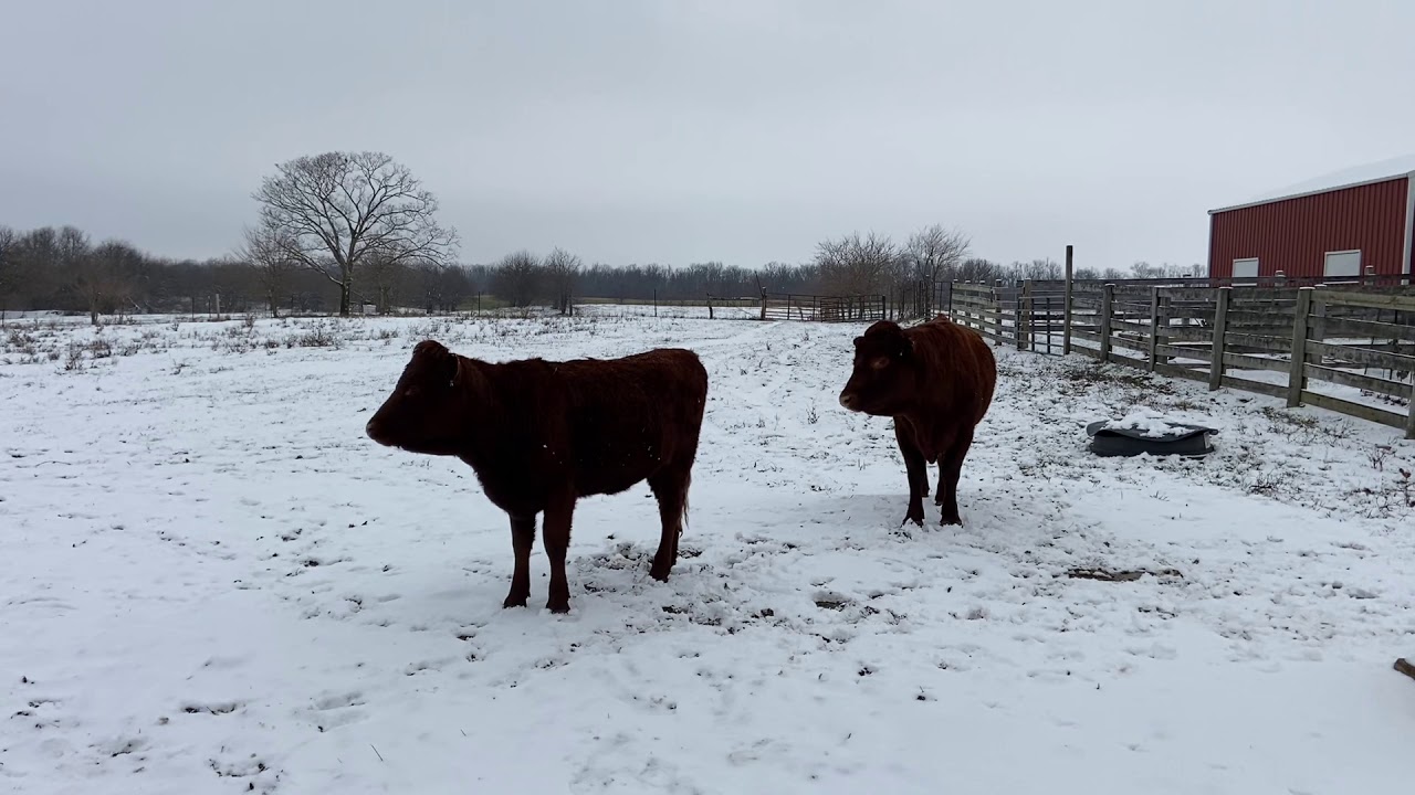 Mid-Dec Snow on the Farm - YouTube