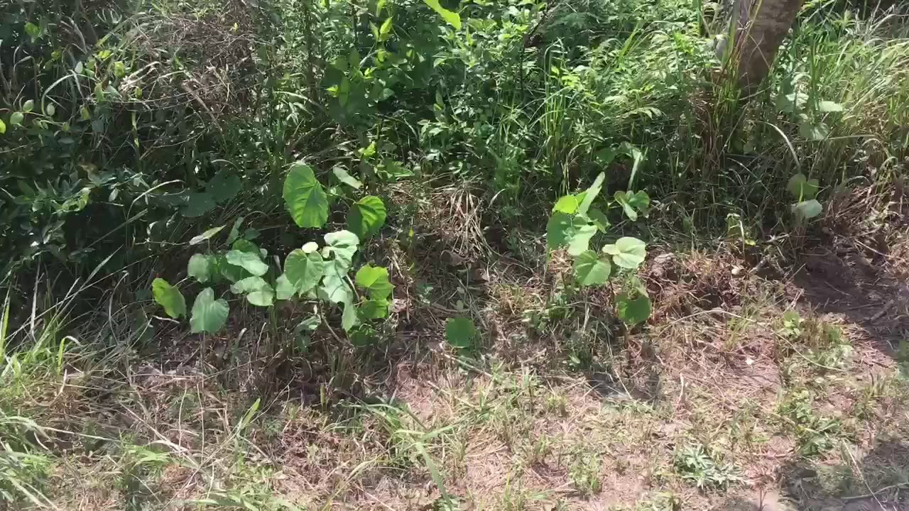 Tung nut trees on the Toadstead - YouTube