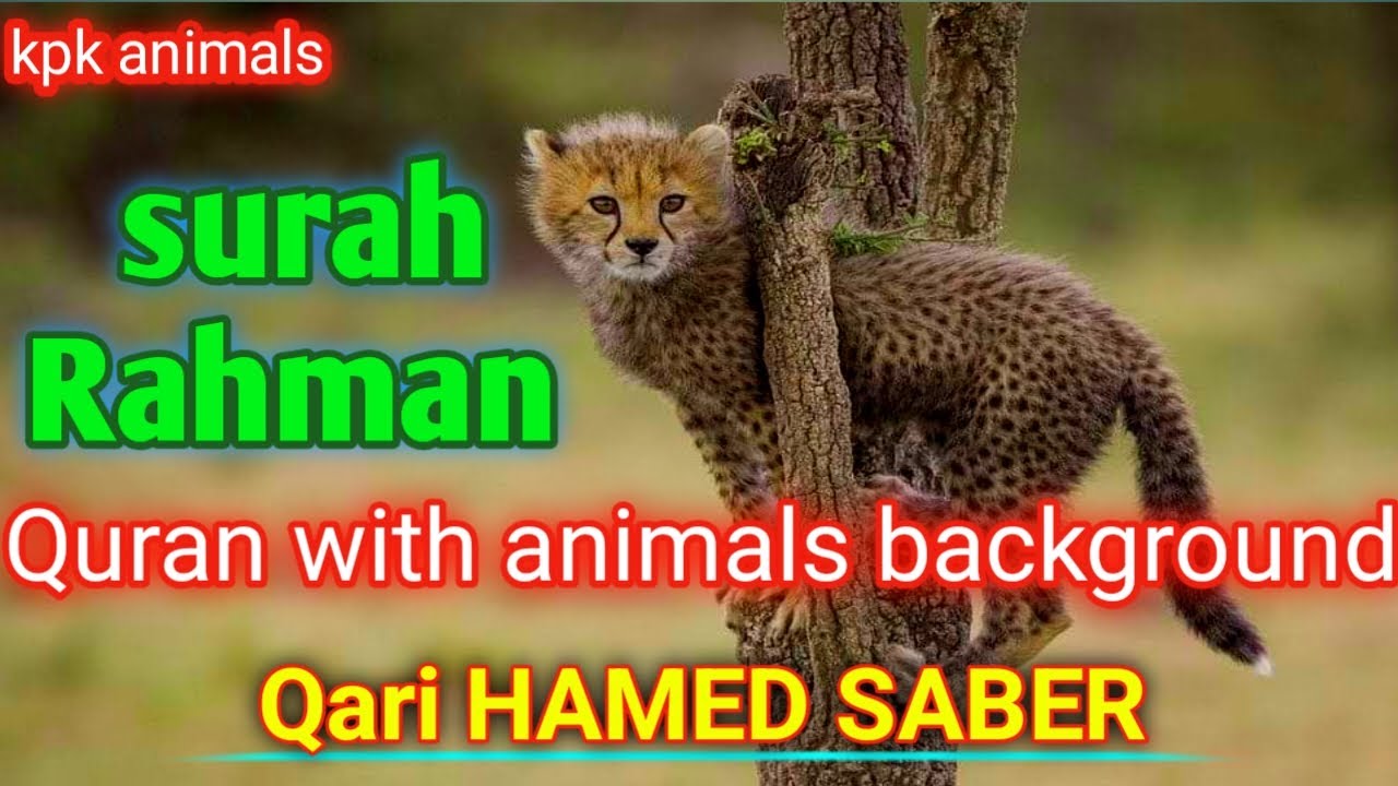surah Rahman | Hamed saber | Quran with animals background | - YouTube