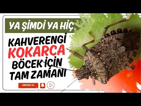 ⚠️YA ŞİMDİ YA HİÇ! Kokarcaya Karşı Doğal Çözüm! #HalyomorphaHalys