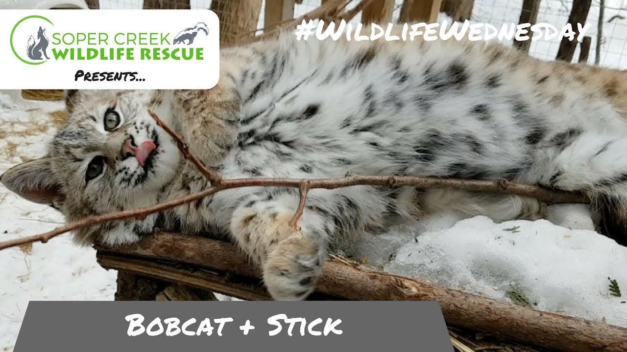 Click here to watch a Bobcat play with a stick for two minutes ...