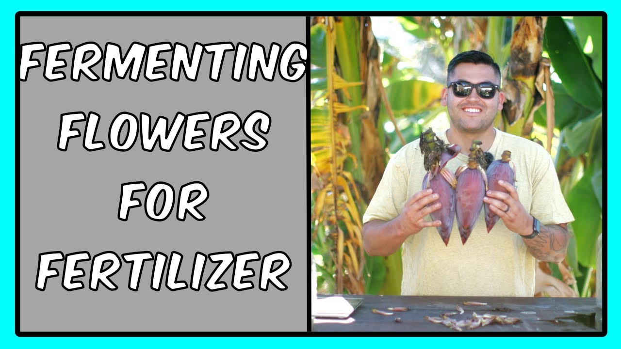 Fermenting Banana Flowers for Fertilizer? A How To - YouTube