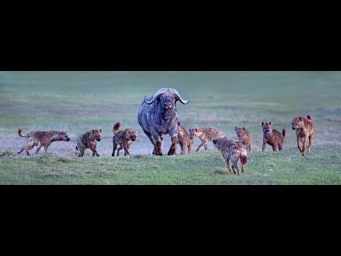 Animal planet Hyena hunting Buffalo documentaries Nature documentary ...