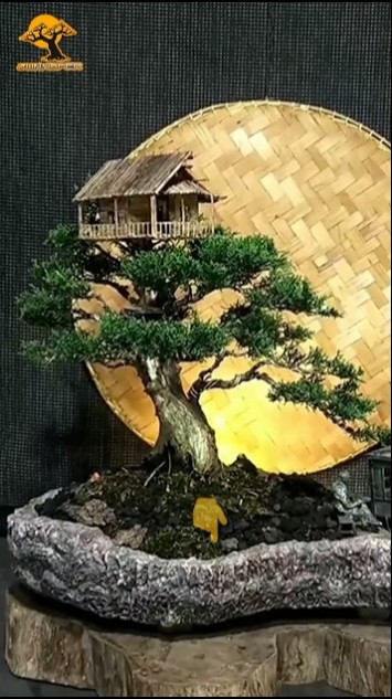 panorama bonsai sinensis super imajinasi #bonsai - YouTube