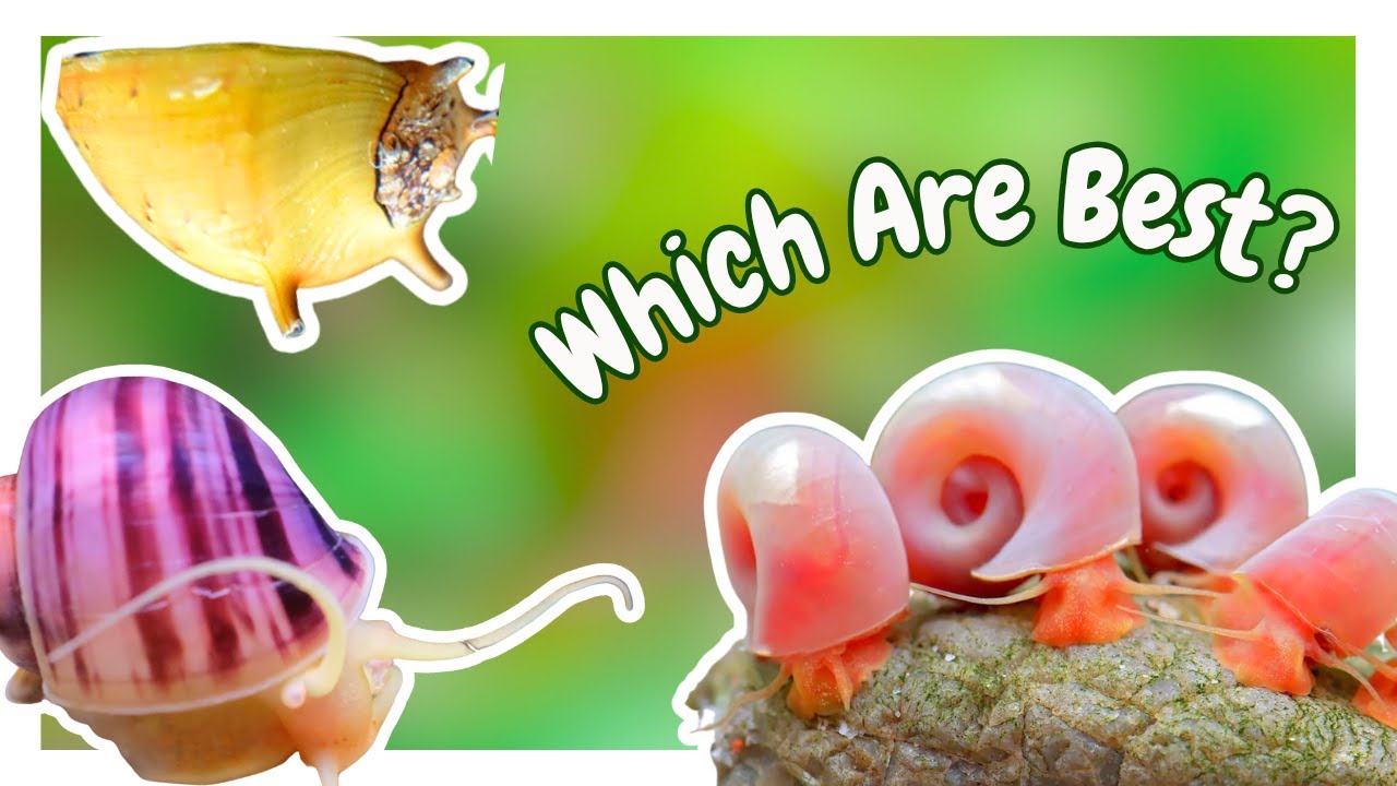 These Snails Are The Best For Your Betta's Tank - YouTube
