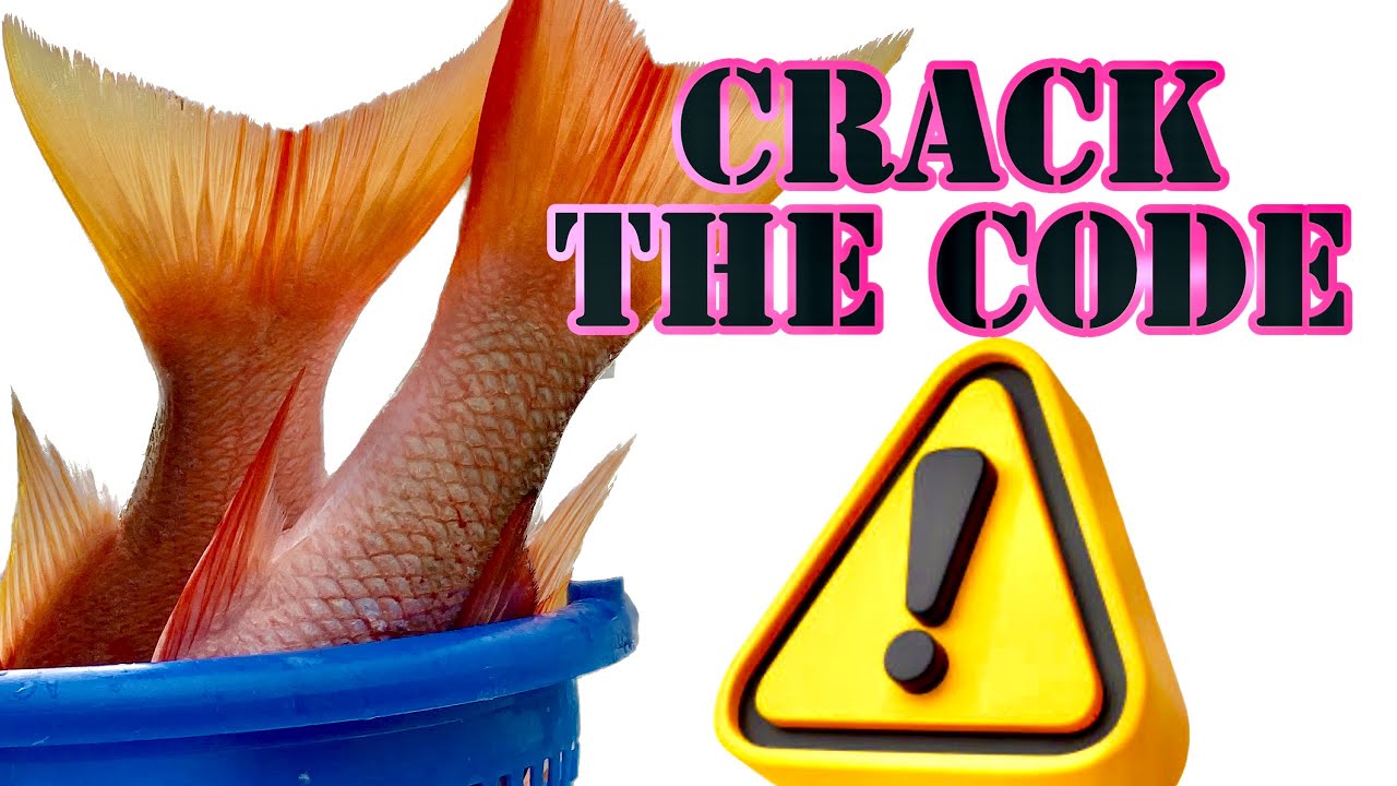 How To Catch Mutton Snapper: BEST Mutton Snapper Rig - YouTube