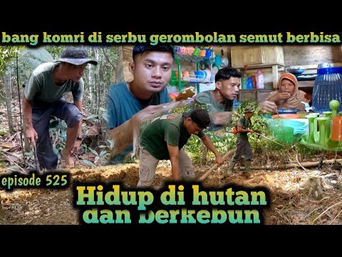 bang komri di serbu gerombolan semut berbisa saat beraktivitas warta ...