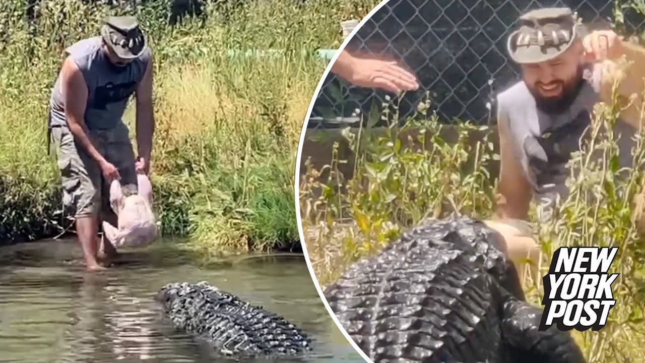 Worker narrowly escapes being bitten by 600-pound alligator during feeding time | New York Post ...