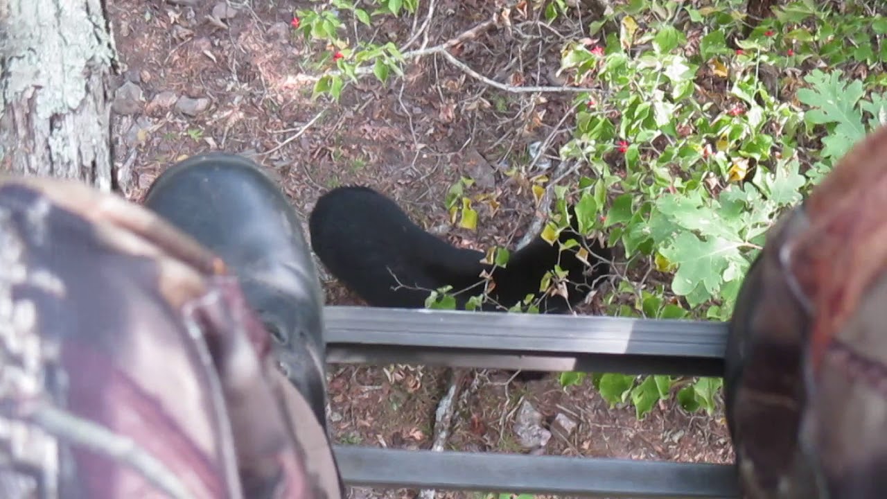 First Black Bear Hunt - Outlaw Guide Service - YouTube