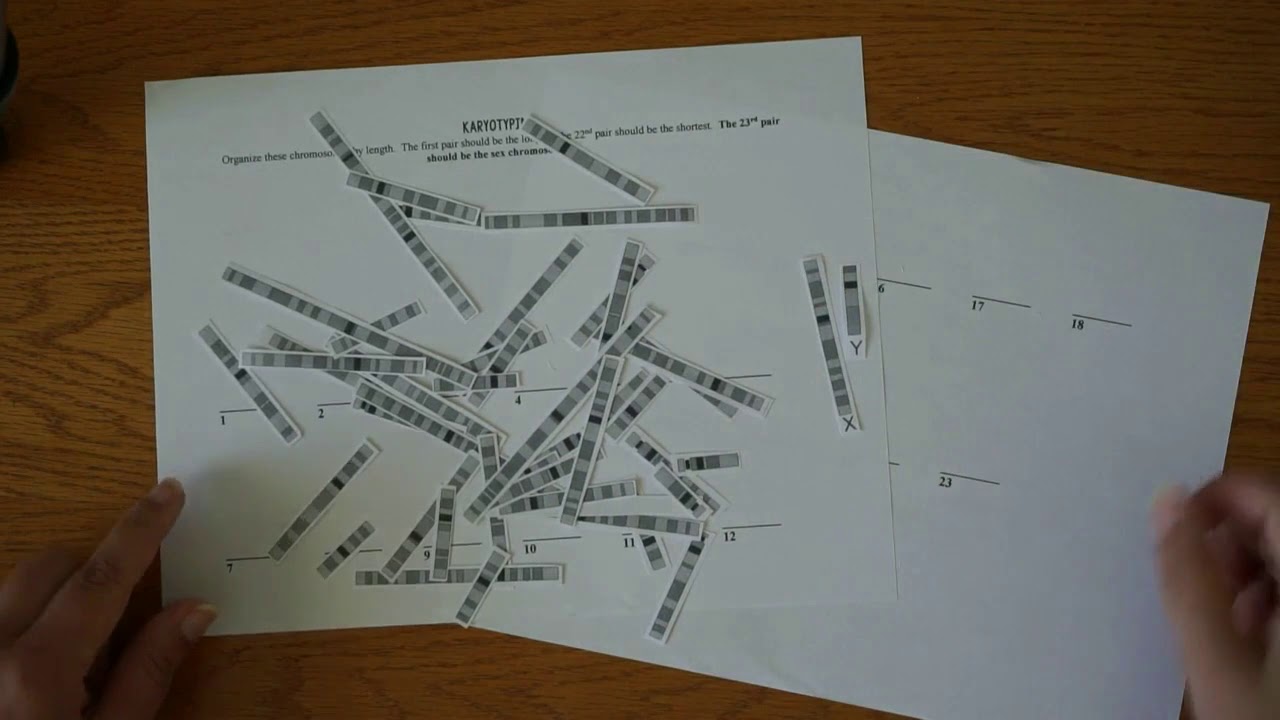 Karyotyping Lab Project - YouTube