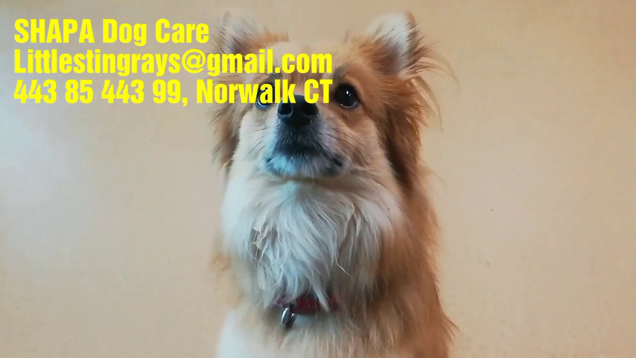 SHAPA Dog Care - afternoon with pomeranian at local shelter - YouTube