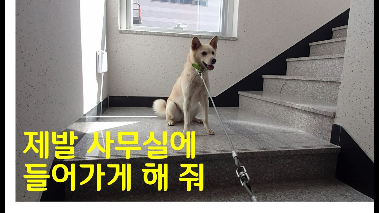 주말 공장개 위해 출근해 산책 시키고 나면 꼭 개집에 안 들어가고 사무실 들어온다 L 아예 사무실이 주말에는 자기 집 안방인 줄 아는 공장 진돗개 L 공장개 삶의 유일한 낙