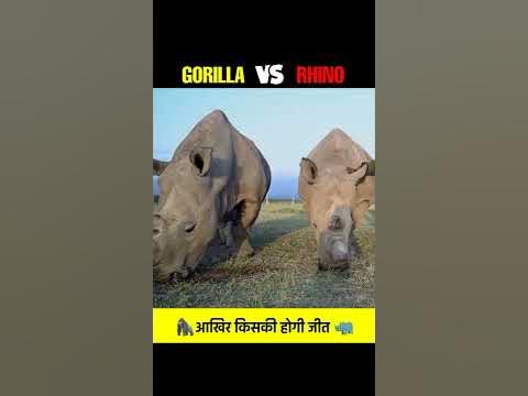 Gorilla Vs Rhino आखिर कौन जीतेगा? 🦍⚡🦏 | #shorts #short #vs #ashortaday ...