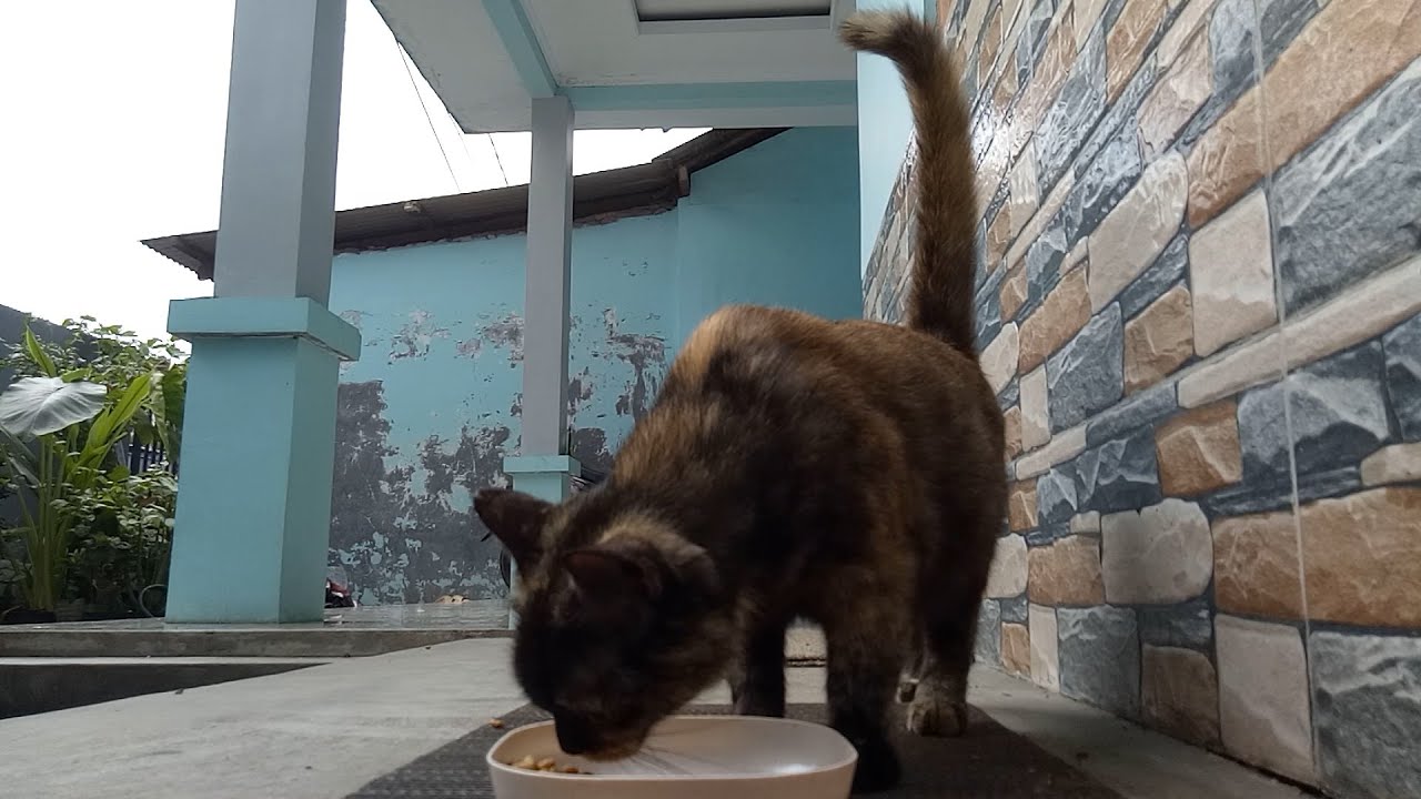 Cat comes to eat with its tail raised - YouTube