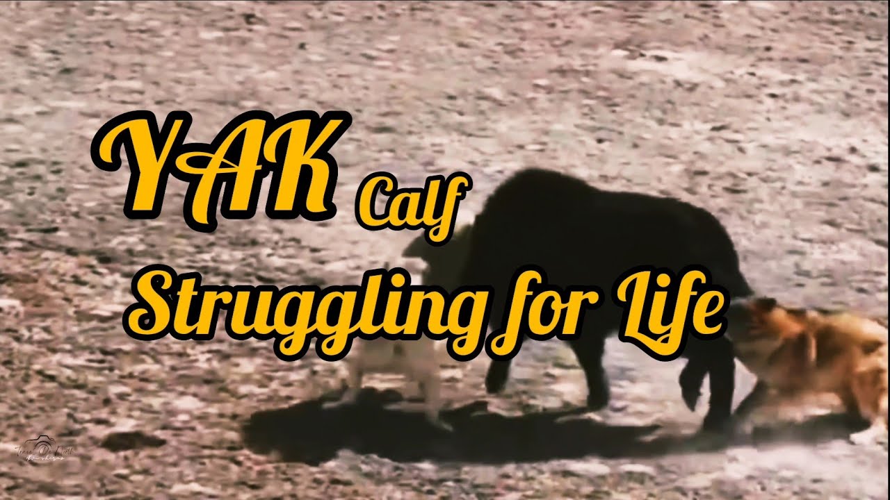 Yak Calf Struggling for His Life | Emotional Wildlife Rescue | Real ...